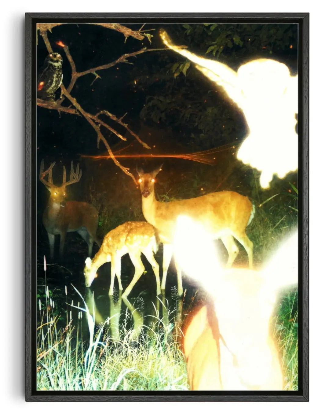 Trail Cam - Canvas Print by Jean Pierre Consuegra | DROOL Art