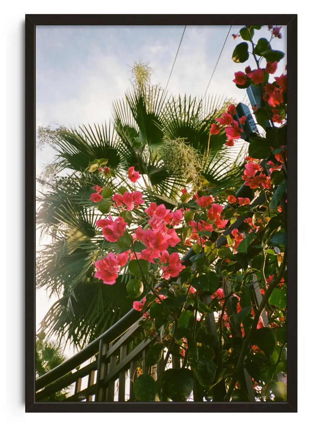 Bougainvillea - Print by Robin Knuth | DROOL Art