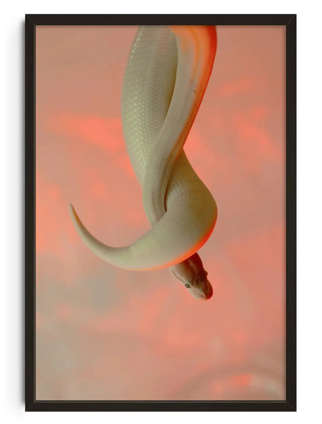 Venom Wrap - Print by Cydney Holm | DROOL Art